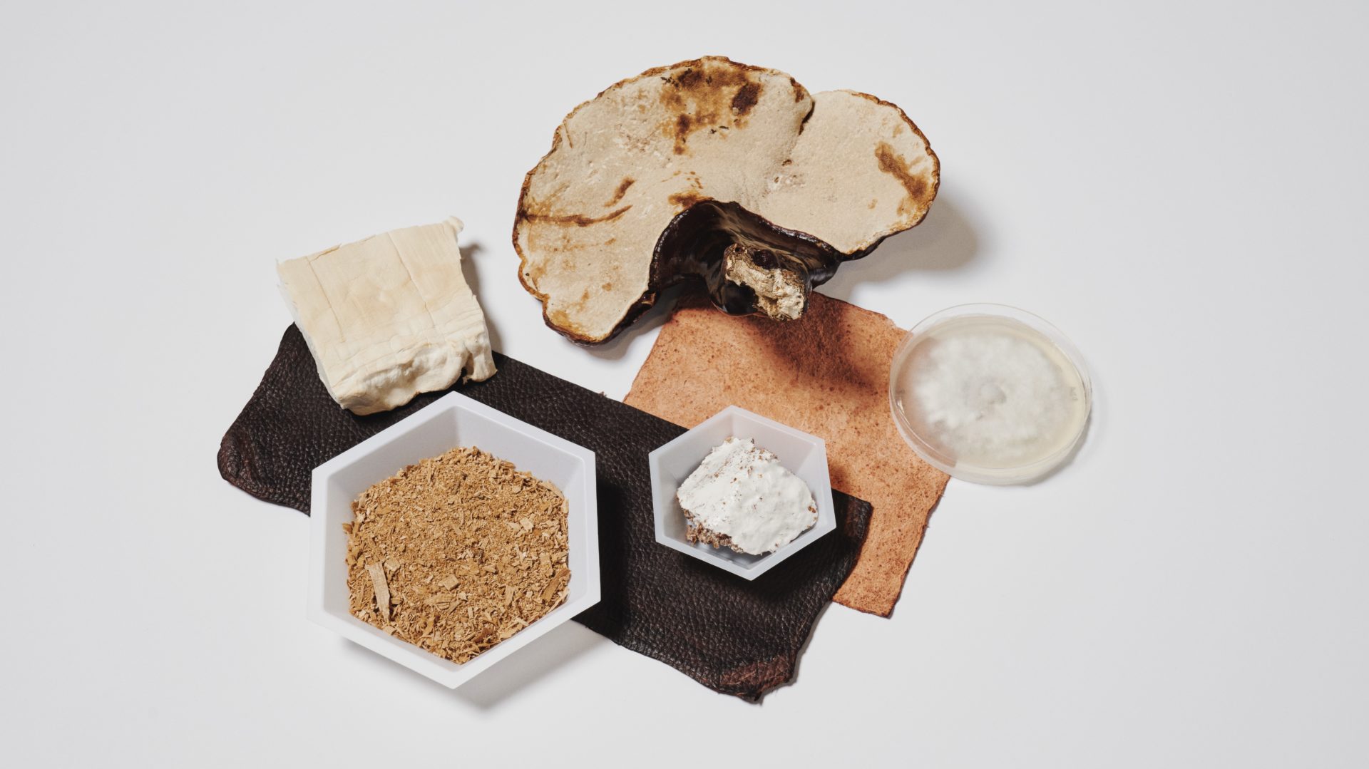 Hongos 'revolucionan' el mundo de la moda - Greentology